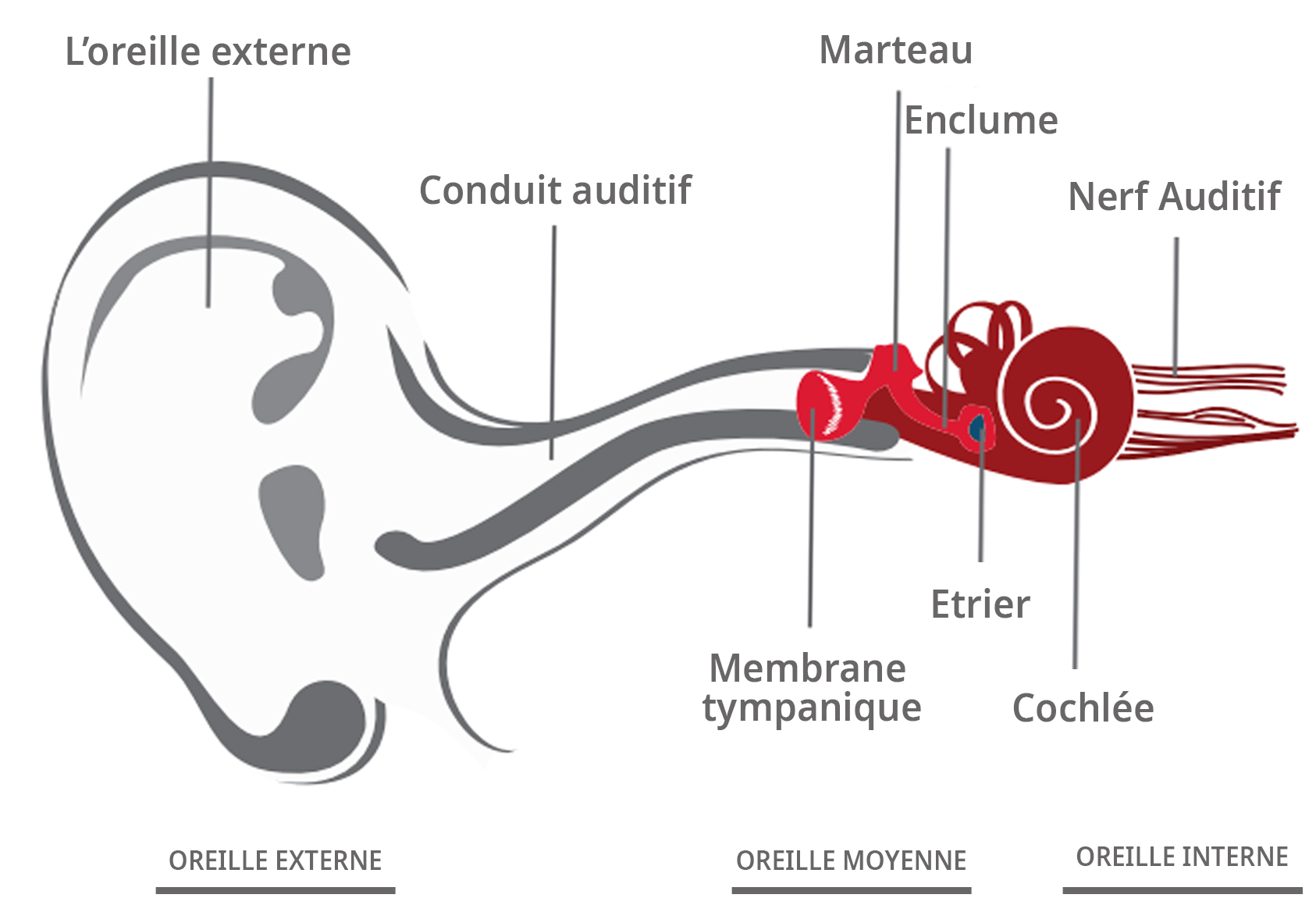 Audition et perte auditive | Signia